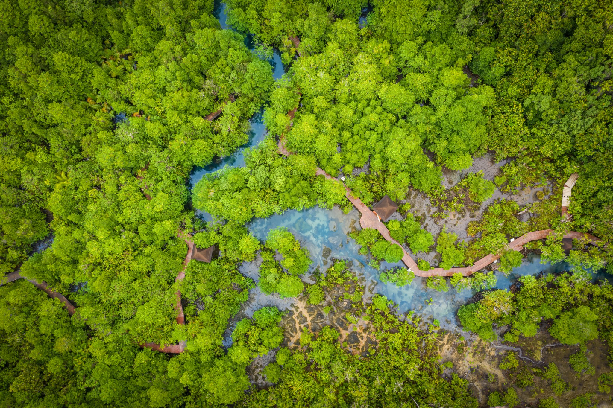 Conserving, enhancing and restoring high carbon stock ecosystems | Ipieca