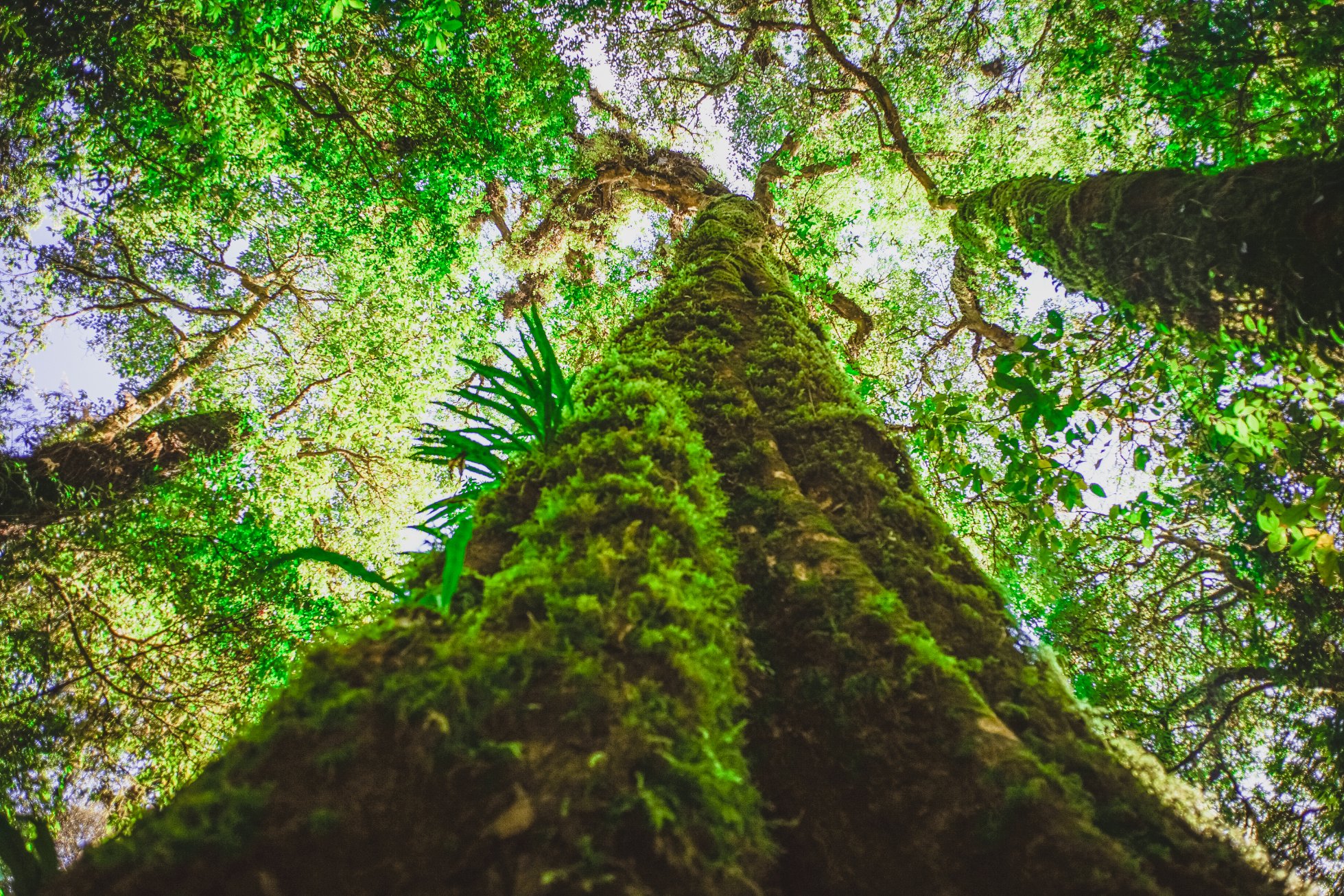 Ipieca guidance to support World Environment Day | Ipieca