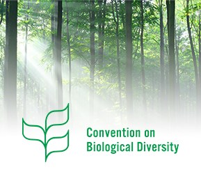 Preparing a new global biodiversity framework | Ipieca
